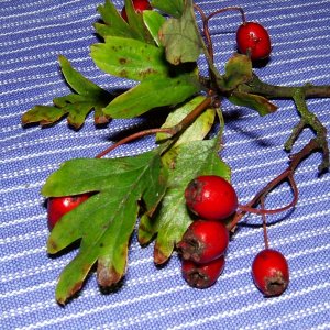 Murrizi për problemrt me zemër - Keshilla.NET