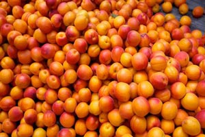 Kajsitë ushqim dhe ilaç - Keshilla.NET