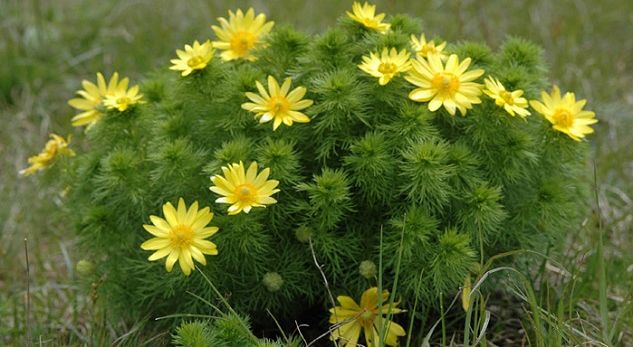 Kjo lule është eliksir për zemrën - Keshilla.NET