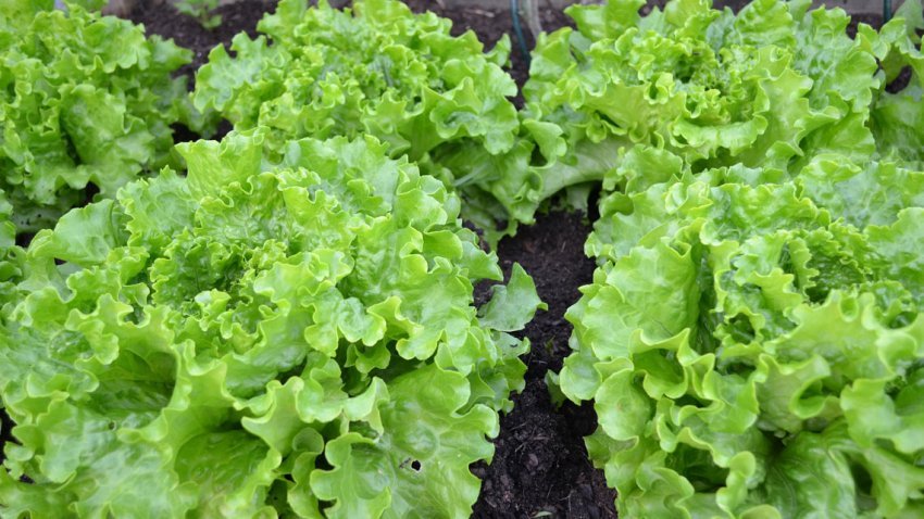 Sallata marule, aleatja më e mirë për t’u dobësuar, lehtësuar stresin ...